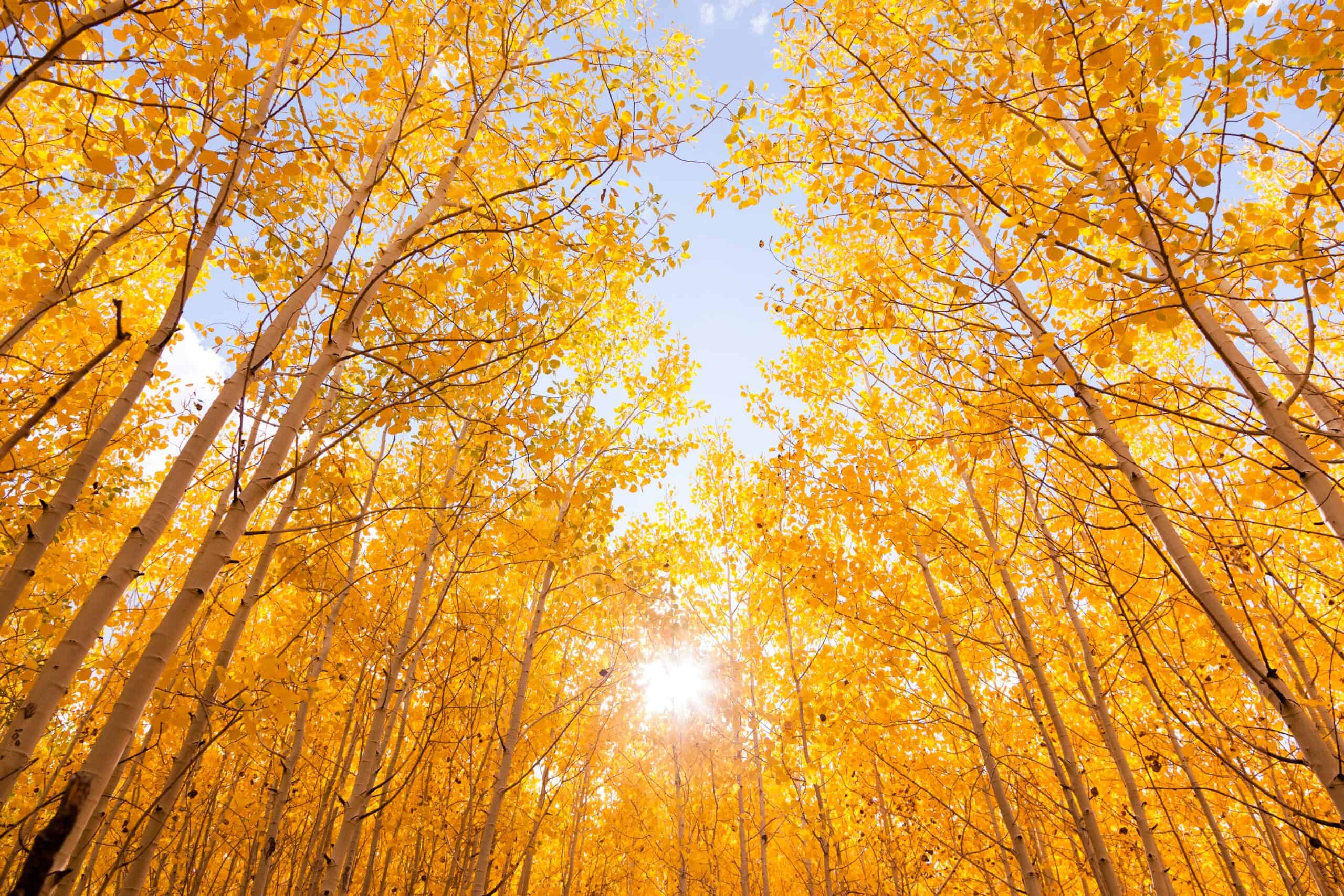 Anxiety is Rising Because Faith is Decreasing - Daily Citizen