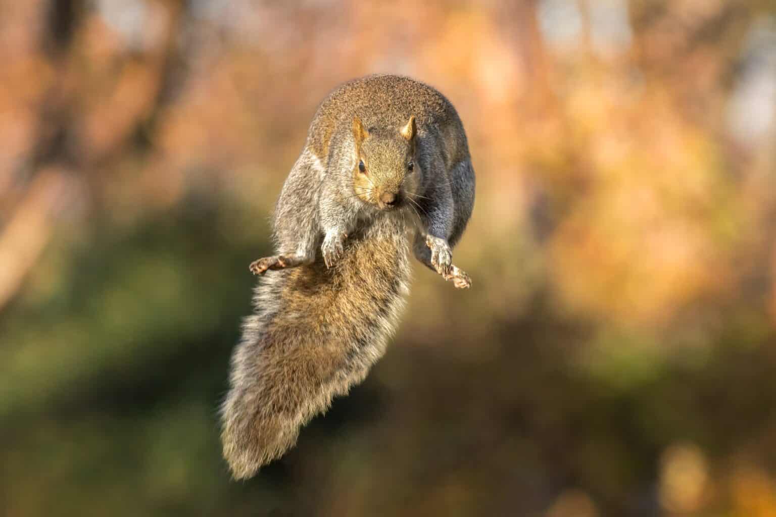 Nation Follows Gripping Saga: Justice for Peanut the Squirrel? - Daily ...
